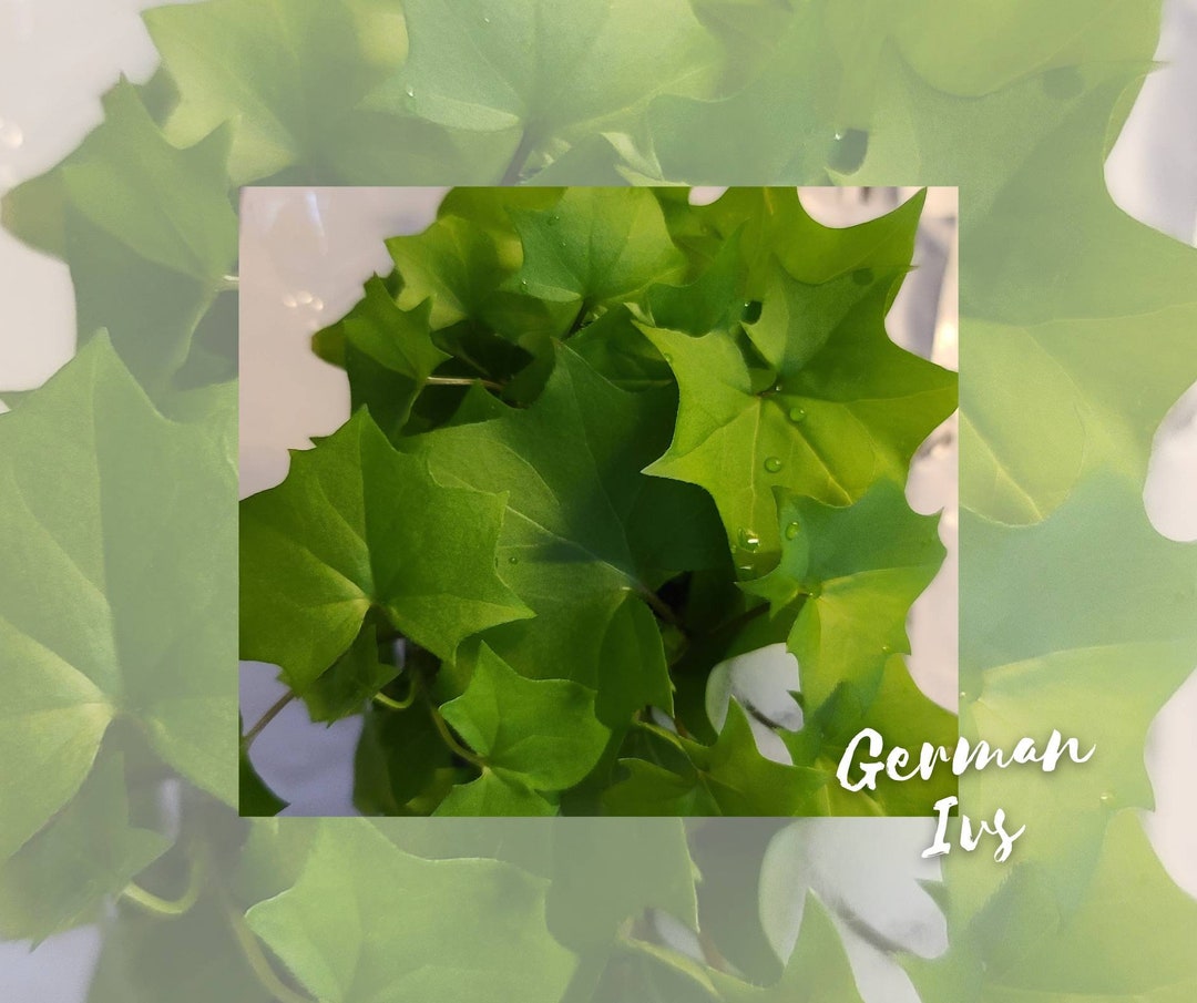 German Ivy Cape Ivy Senecio Mikanioides - Etsy