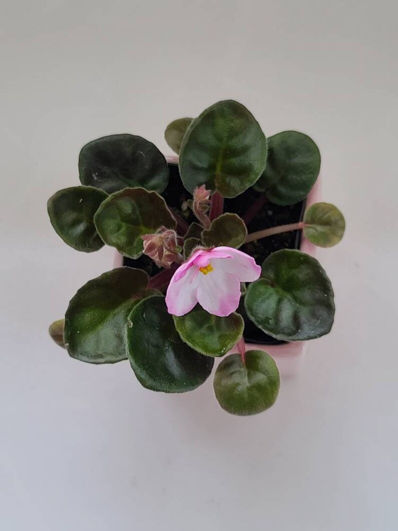 African Violet Baby Plant Reveal Surprise African Violet Saintpaulia ...