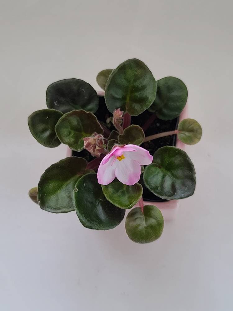 African Violet Baby Plant Reveal Surprise African Violet Saintpaulia ...