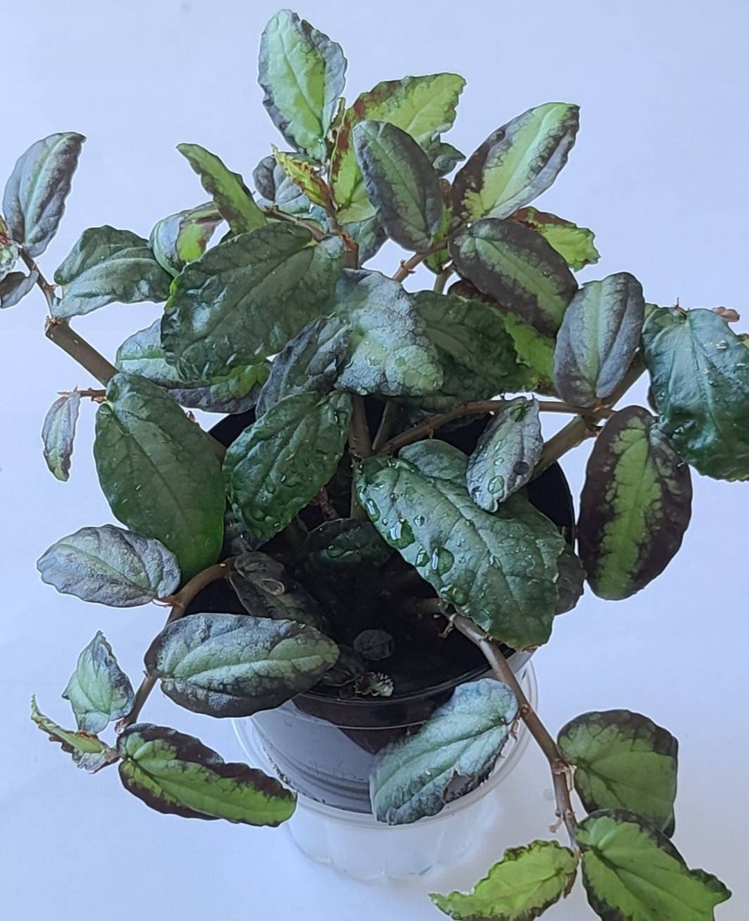 Pellonia Repens-jiffy Plant Trailing Watermelon Begonia - Etsy