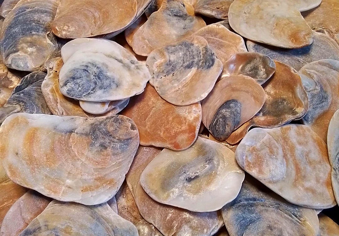 Irish Flat Oyster Shells, Sml, Med, Lrg Bulk Buying, Brown/white ...