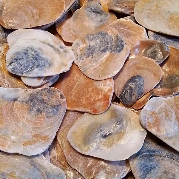 Shell Creations - Etsy