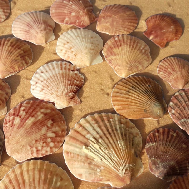 Irish Scallop Sea Shells (sml) 30pcs Bulk Buying for DIY Crafting, Home ...