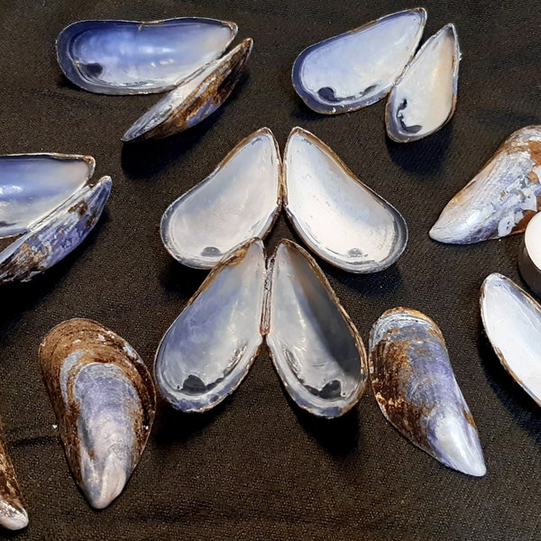 Shell Wall Decor - Etsy