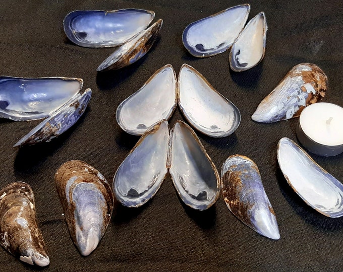 IrishSeaShellCrafts - Etsy Ireland