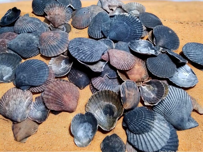 Irish Scallop Sea Shells (sml) 30pcs Bulk Buying for DIY Crafting, Home ...
