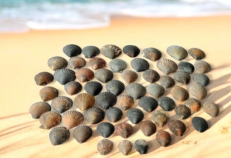 Irish Scallop Sea Shells (sml) 30pcs Bulk Buying for DIY Crafting, Home ...
