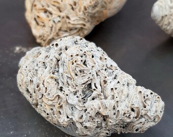 IrishSeaShellCrafts - Etsy Ireland