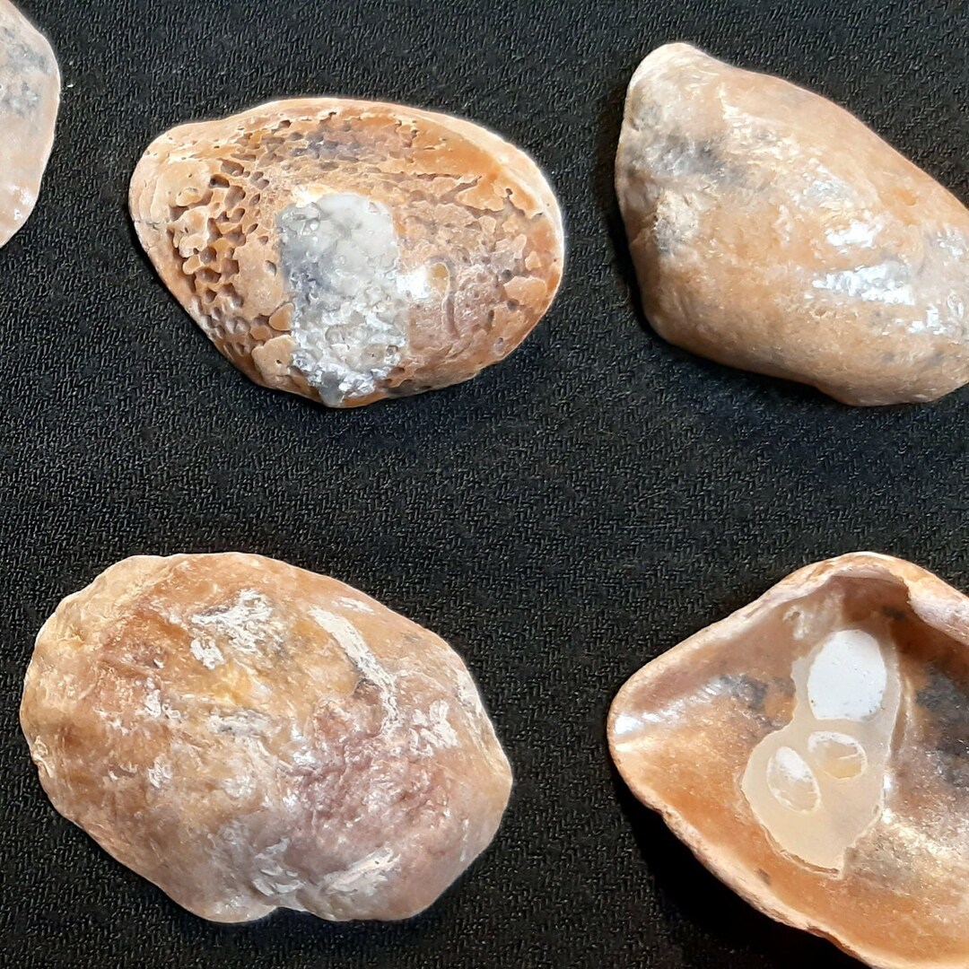 Irish Jingle Sea Shells, 15pcs Bulk Buying Shell Crafts, Christmas ...