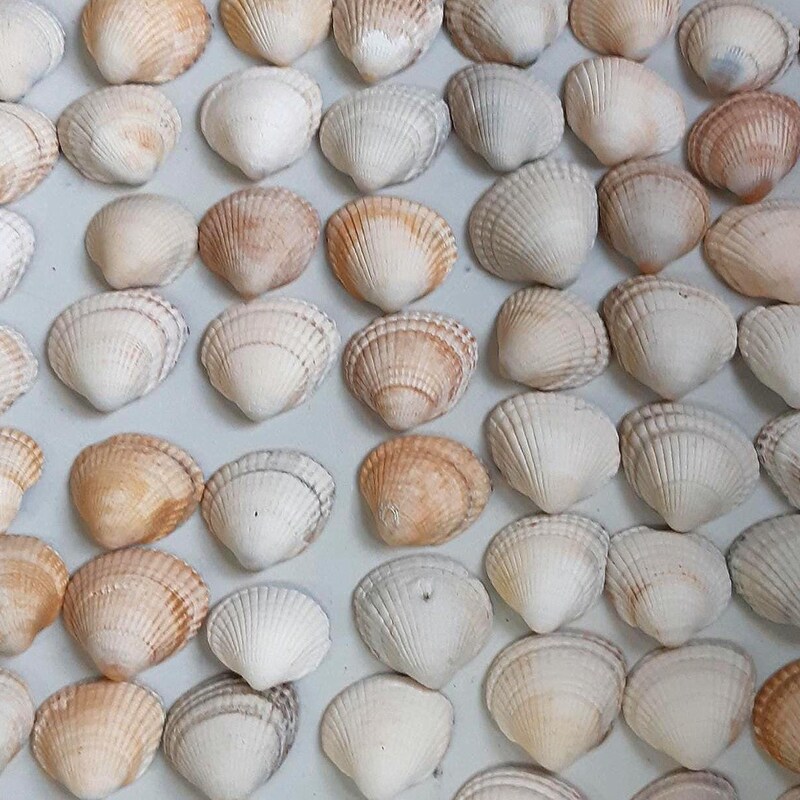 Shells for Sale - Etsy