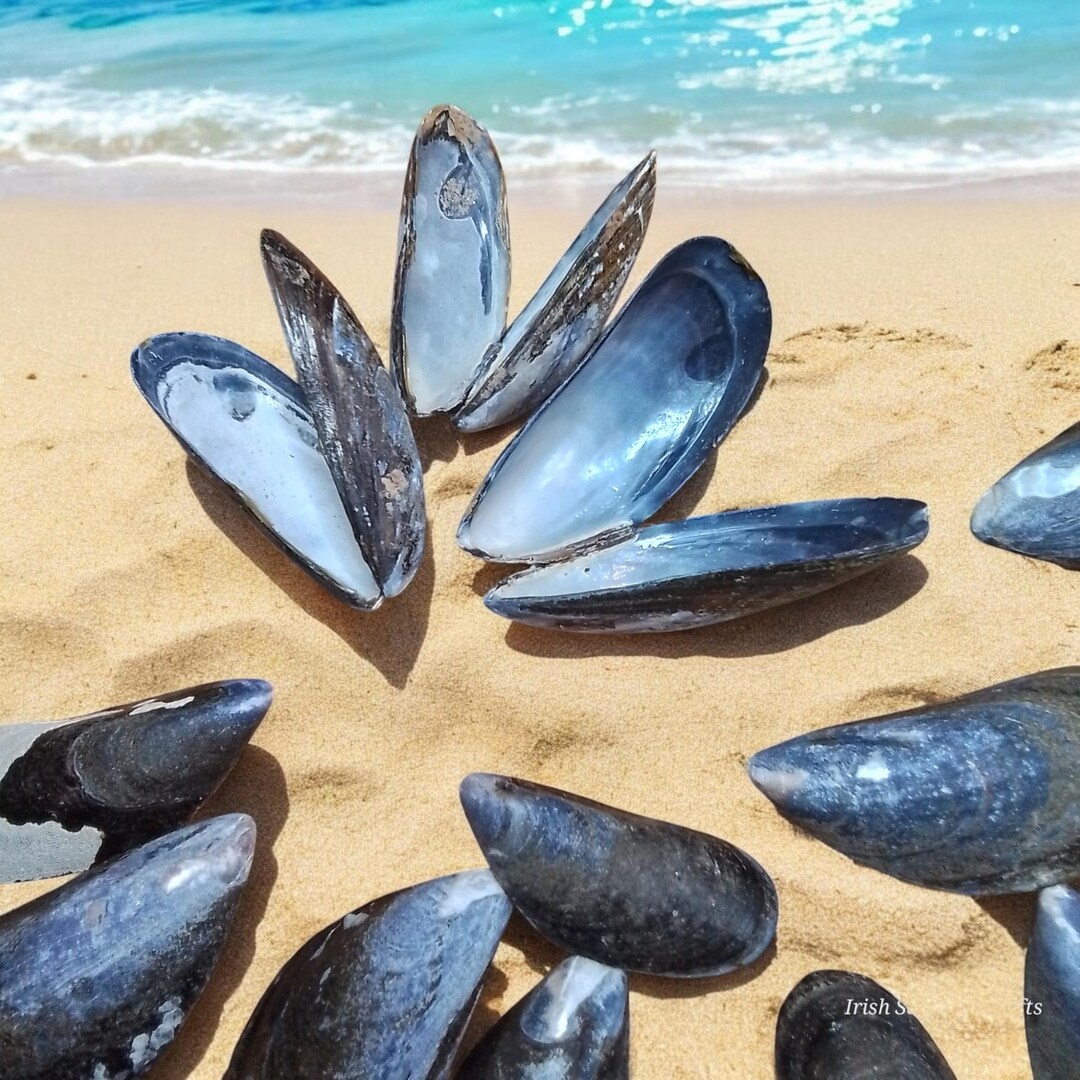 Irish Mussel Sea Shells, Bulk Buying, Jewellery Crafting, Shell ...