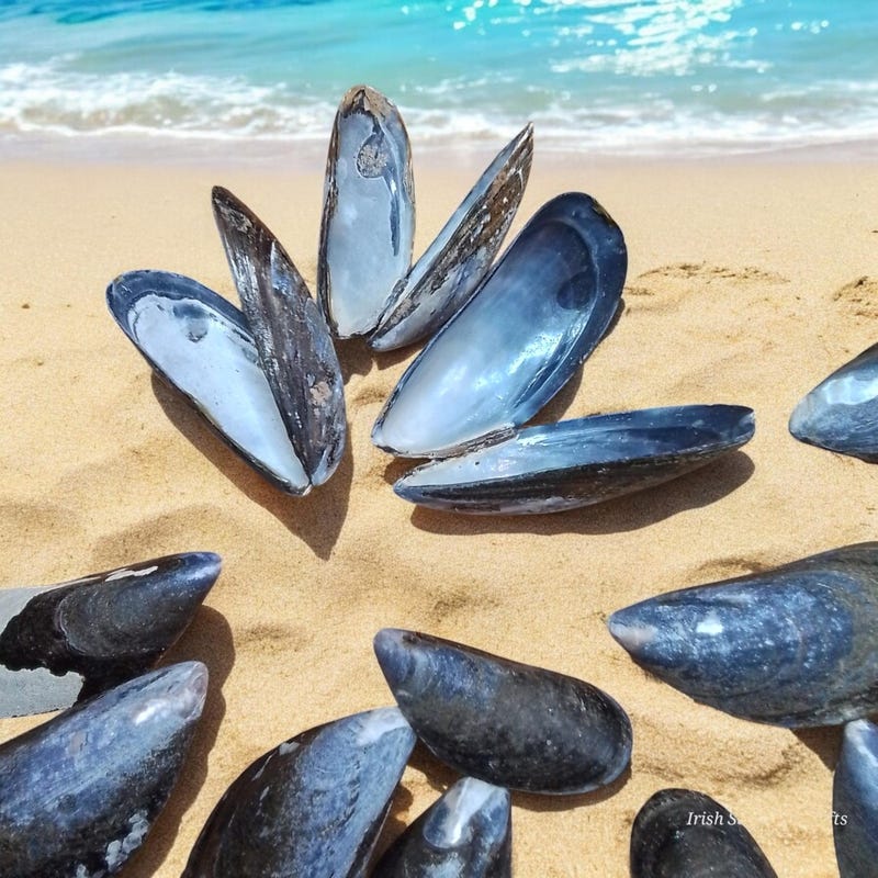 Shells for Sale - Etsy