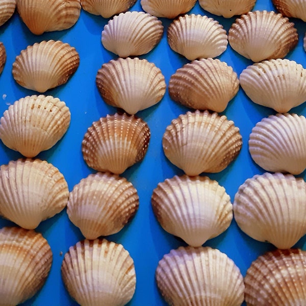 Shells for Sale - Etsy