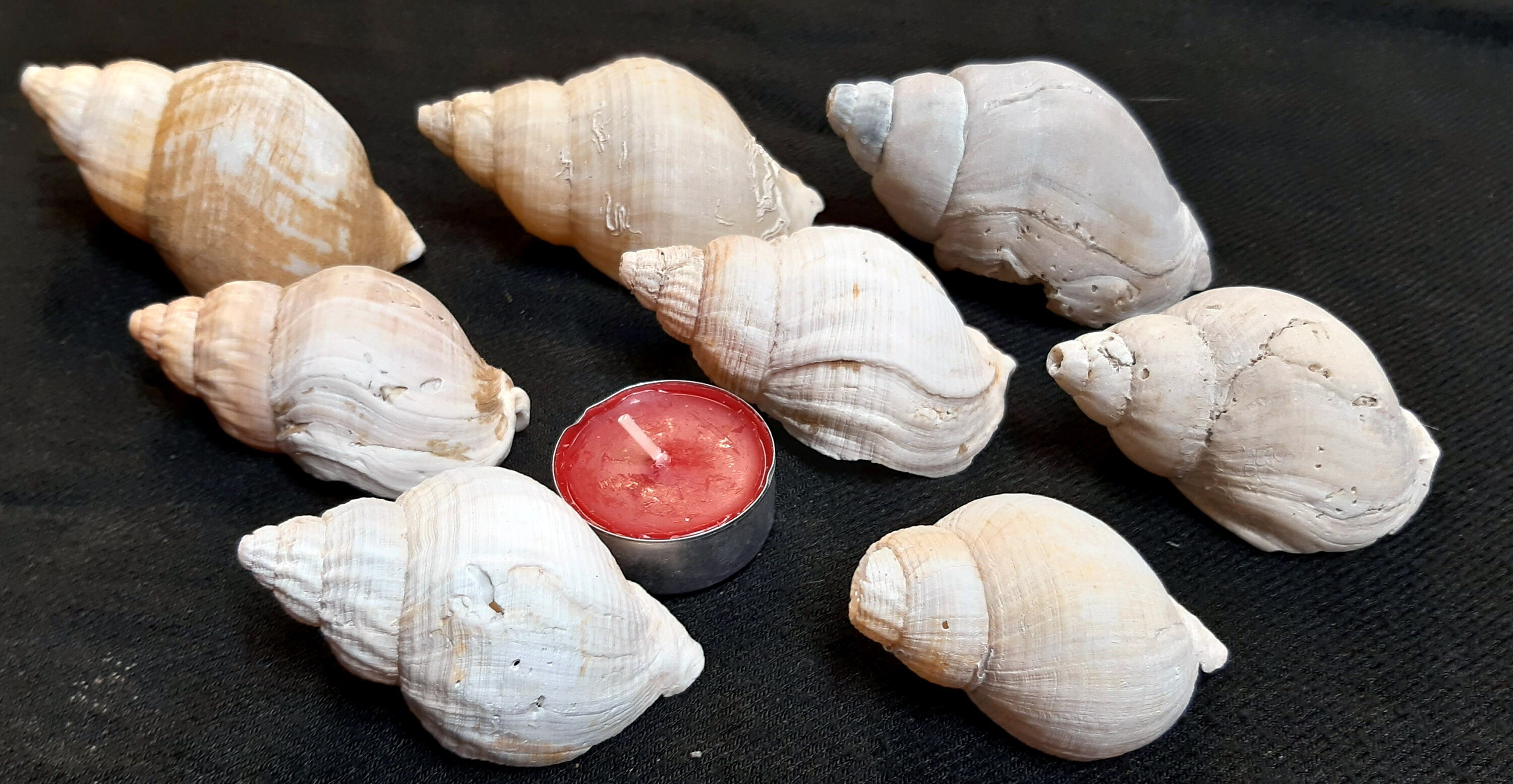 Irish Common Welk Sea Shell buccinum Undatum 5pcs, Ideal for DIY ...