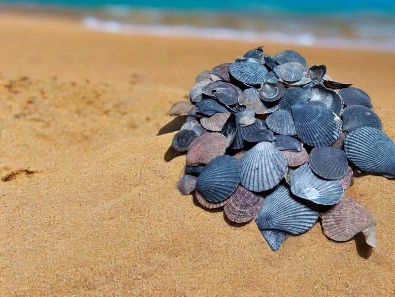 Irish Scallop Sea Shells (sml) 30pcs Bulk Buying for DIY Crafting, Home ...