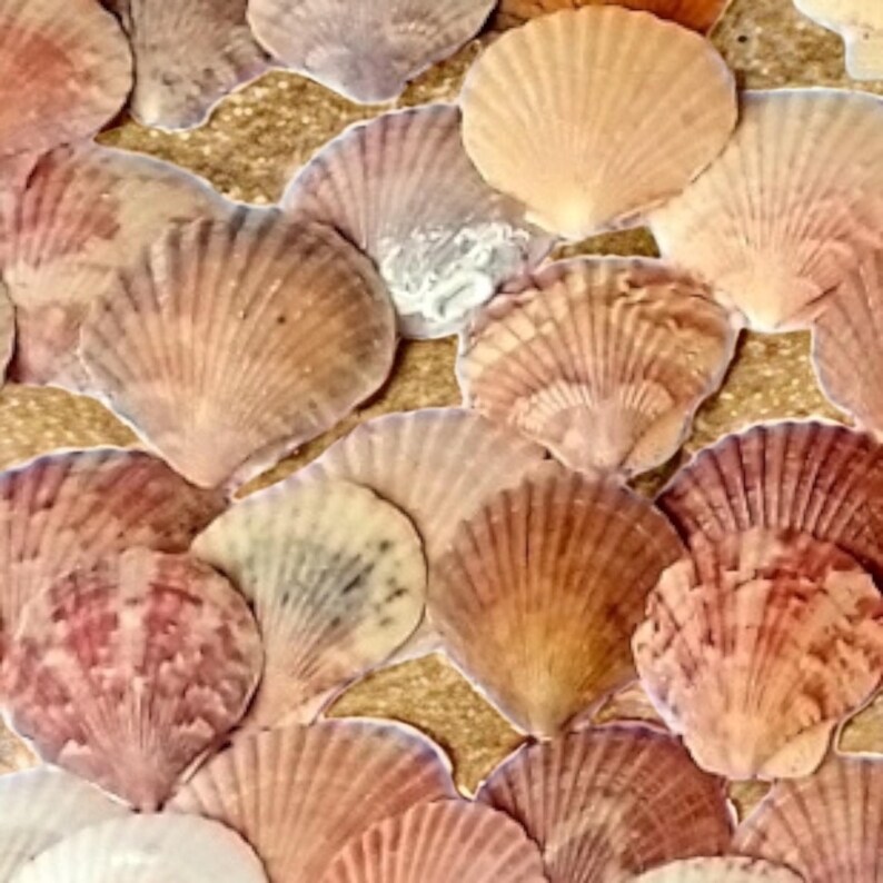 Irish Scallop Sea Shells (sml) 30pcs Bulk Buying for DIY Crafting, Home ...