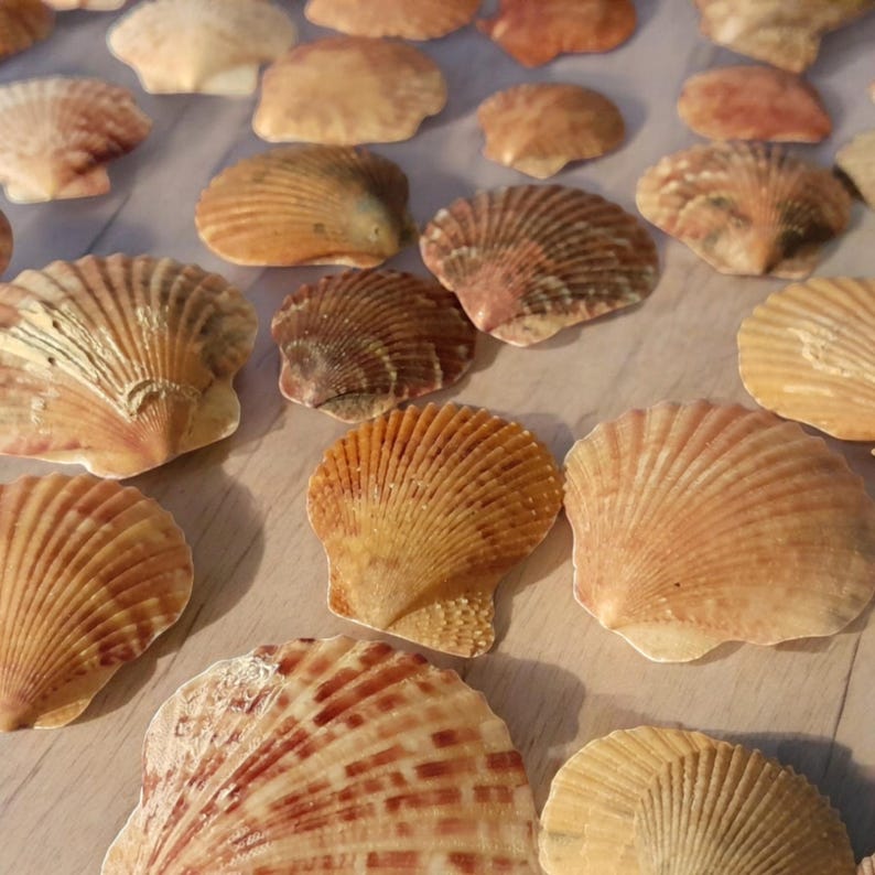 Irish Scallop Sea Shells (sml) 30pcs Bulk Buying for DIY Crafting, Home ...