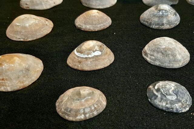 IrishSeaShellCrafts - Etsy Ireland