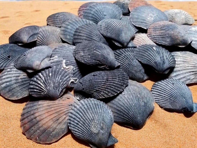 Irish Scallop Sea Shells (sml) 30pcs Bulk Buying for DIY Crafting, Home ...