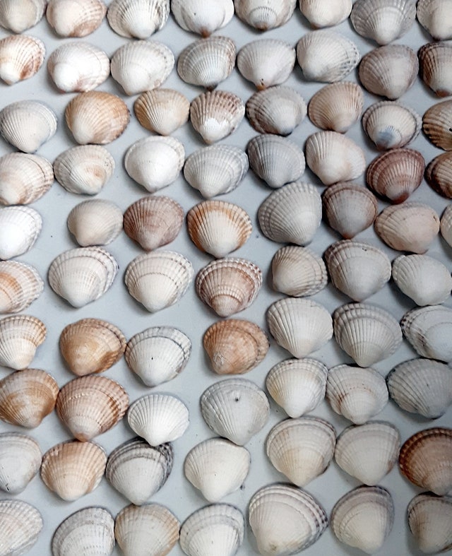 IrishSeaShellCrafts - Etsy Ireland