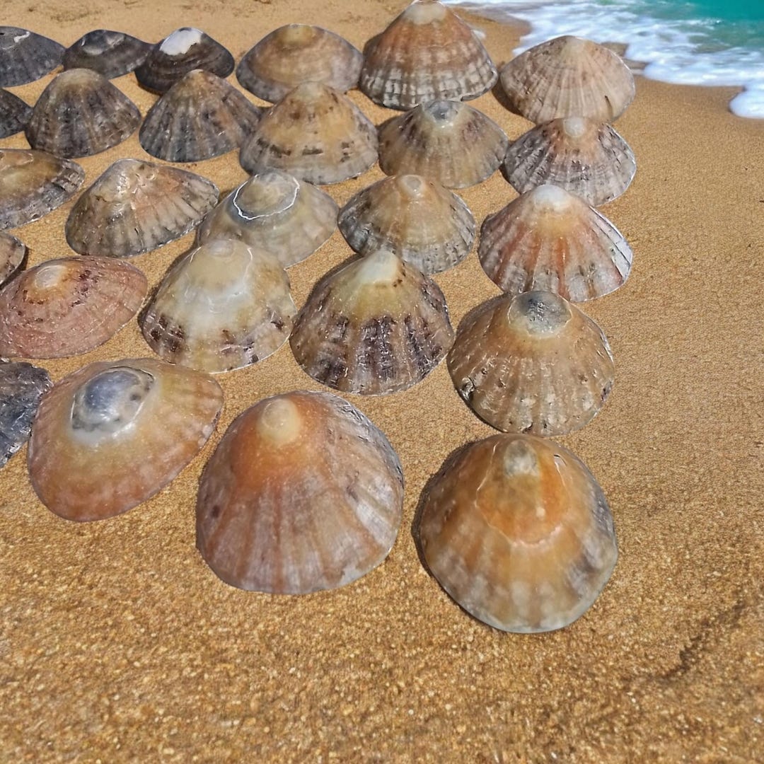 Irish Limpet Sea Shells, Bulk Buying, Craft Jewellery Supplies, Limpet ...