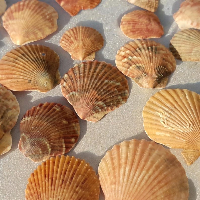 Irish Scallop Sea Shells (sml) 30pcs Bulk Buying for DIY Crafting, Home ...