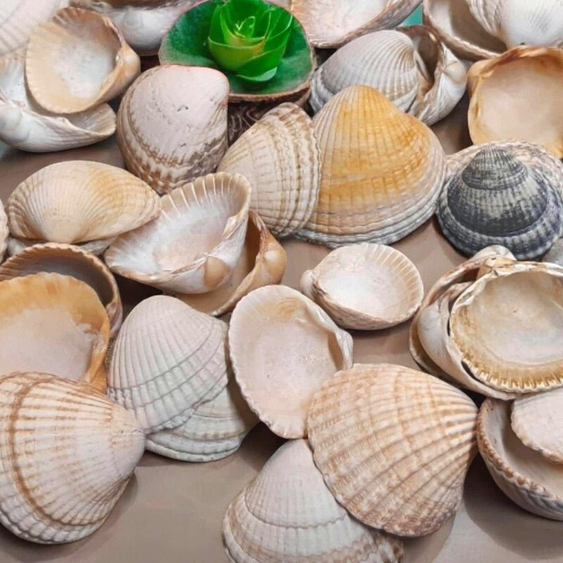 IrishSeaShellCrafts - Etsy Ireland