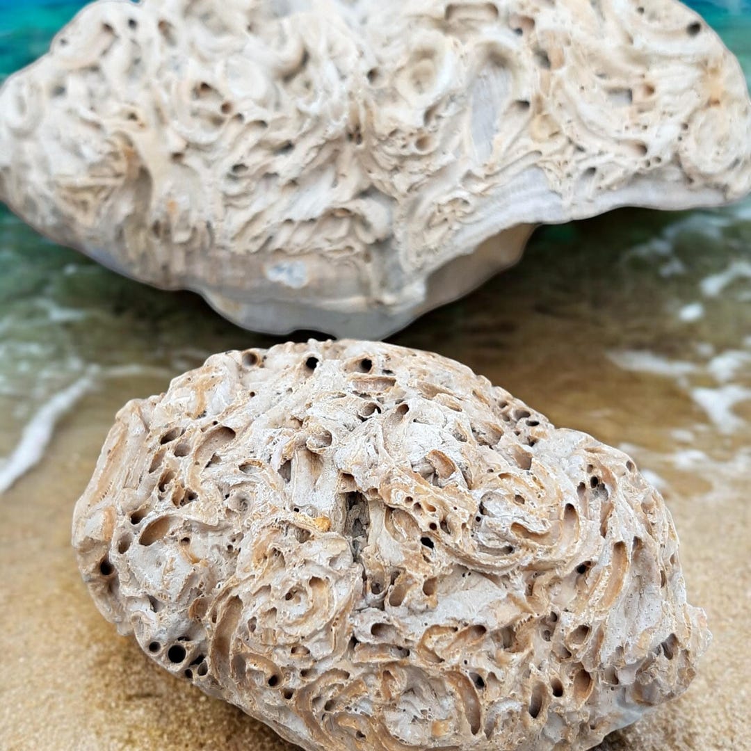 Irish Fossilised Tubeworms on Whelk Shells 6pcs New Home for Hermit ...