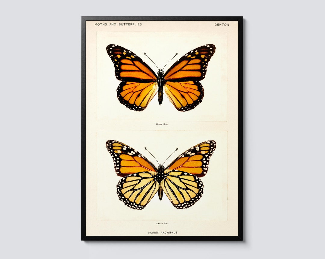 Monarch Butterfly Vintage Illustration Wall Art, Sherman F. Denton 1900 ...