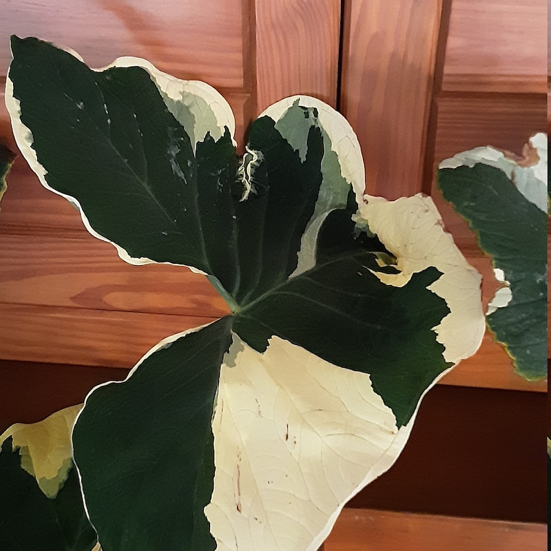 Variegated House Plants - Etsy
