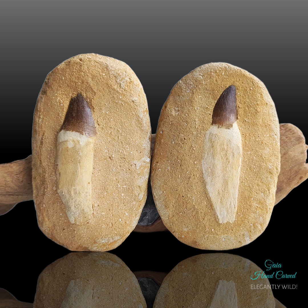 Mosasaur Tooth Fossil in Matrix, Restored Large Fossil Craft From ...