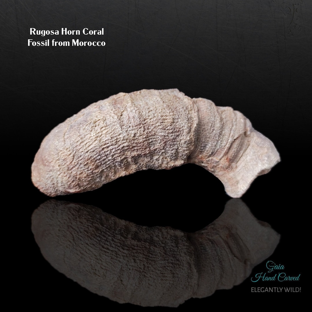 Rugosa Horn Coral Fossil, Fossil Gift for Fossil Lovers, Fossilized ...