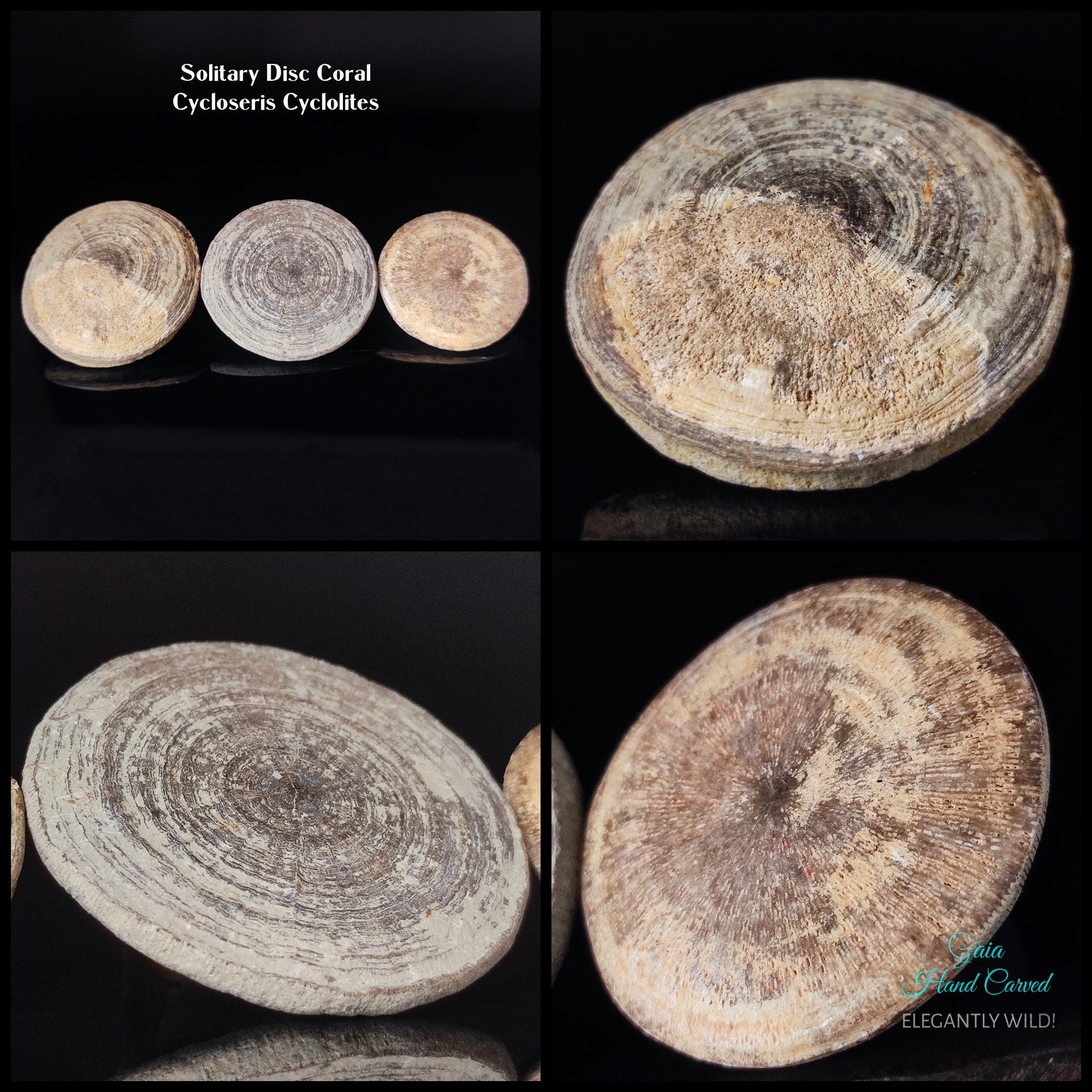 Cycloseris Coral Fossil, Cycloseris Cyclolites, Solitary Disc Coral ...