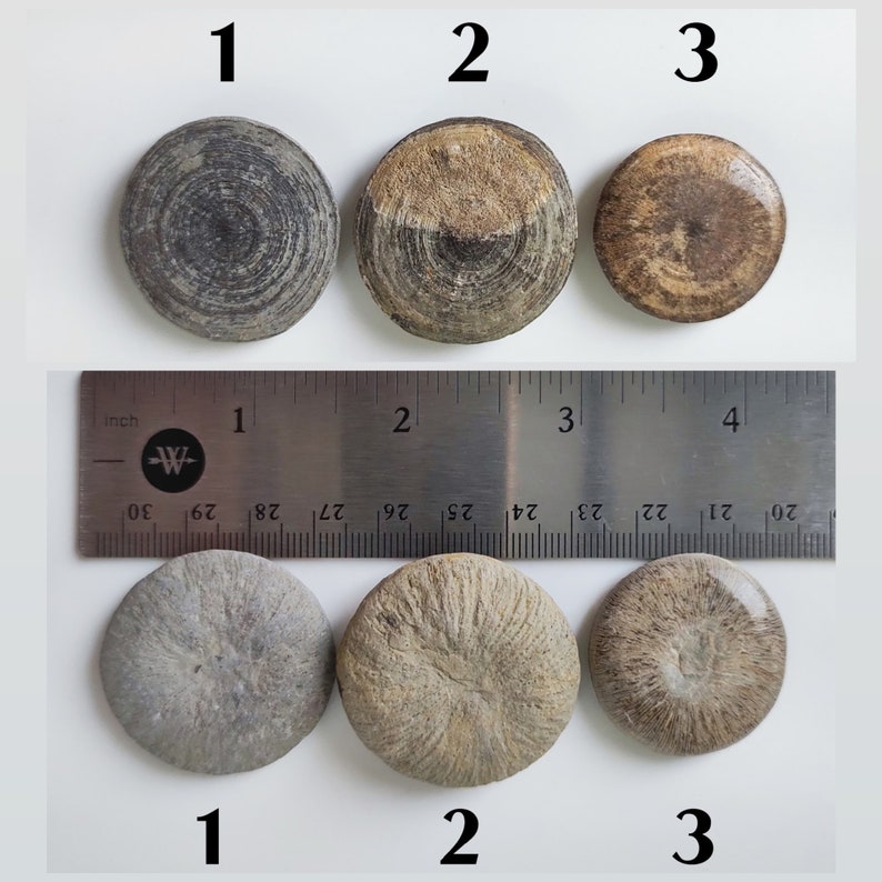 Cycloseris Coral Fossil, Cycloseris Cyclolites, Solitary Disc Coral ...