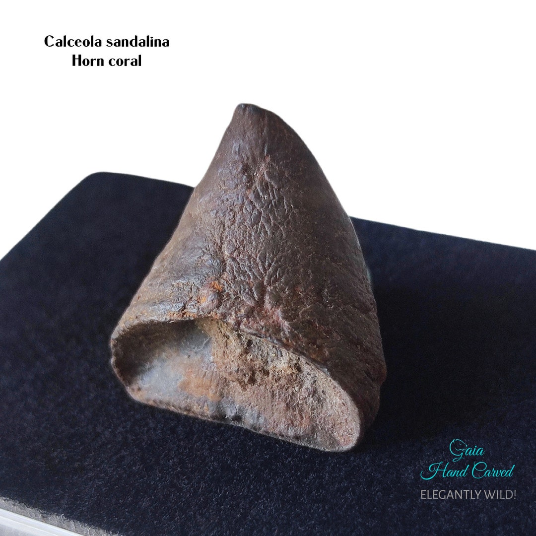 Horn Coral, Calceola Sandalina, Genuine Fossilized Coral, Gift for ...