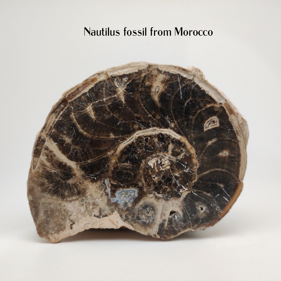 Large Ammonite Fossil, Nautilus Spiral Shell, Fossil Gift for Desk ...