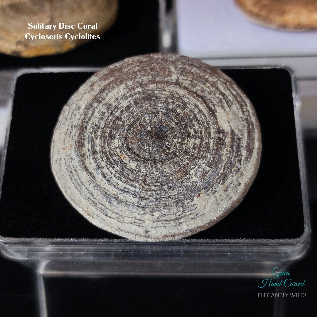 Cycloseris Coral Fossil, Cycloseris Cyclolites, Solitary Disc Coral ...