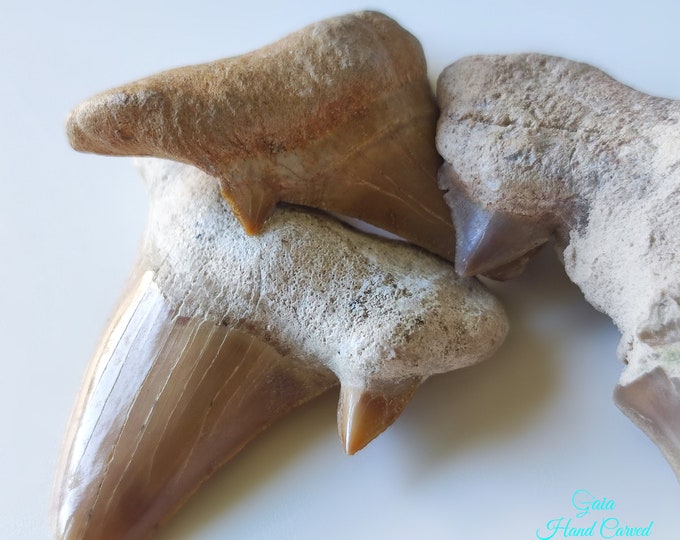 Fossil Shark Tooth Otodus Obliquus, Moroccan Fossil Shark Teeth ...