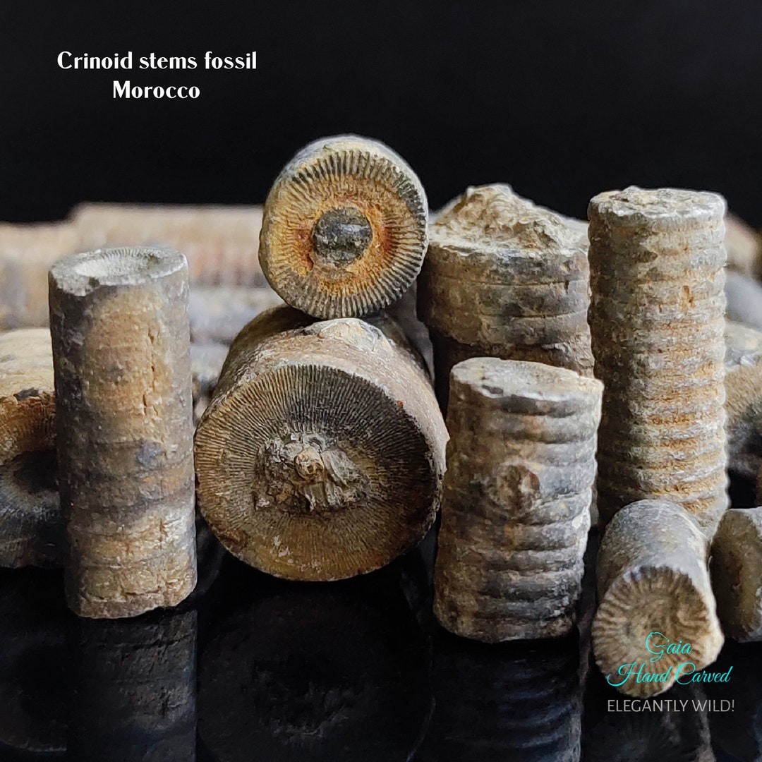 Fossil Crinoid Stems From Morocco, Rocks Minerals Fossil Supplies for ...