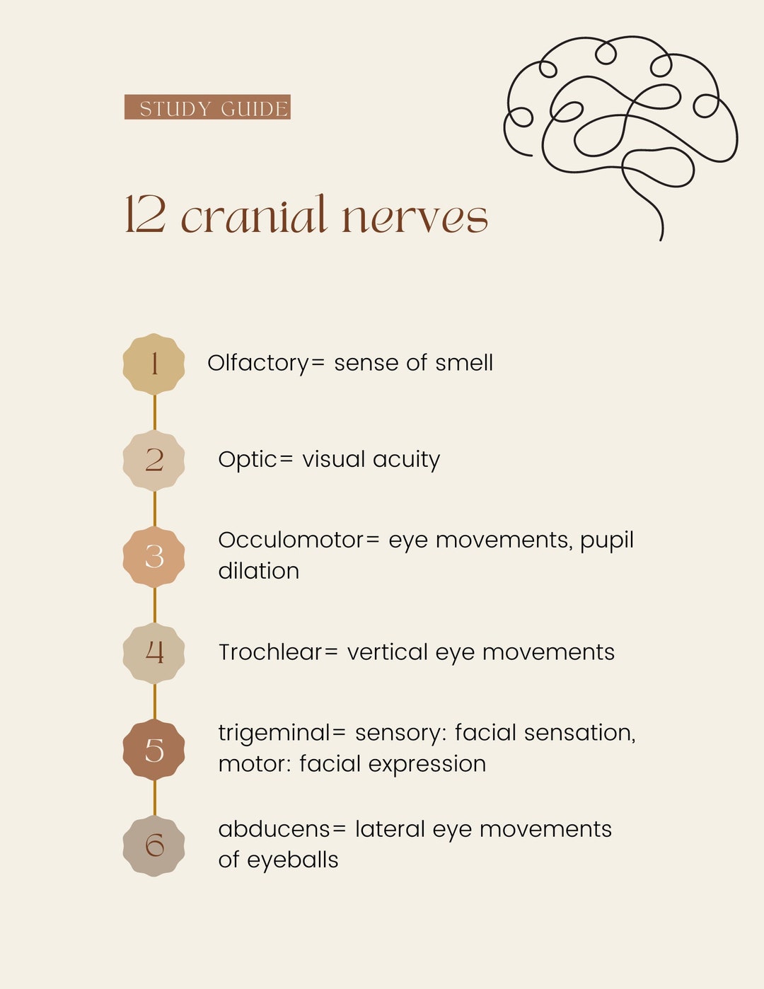 12 Cranial Nerves Study Guide - Etsy