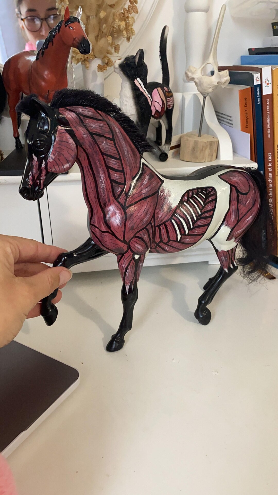 Horse Anatomical Model Muscle Test - Etsy