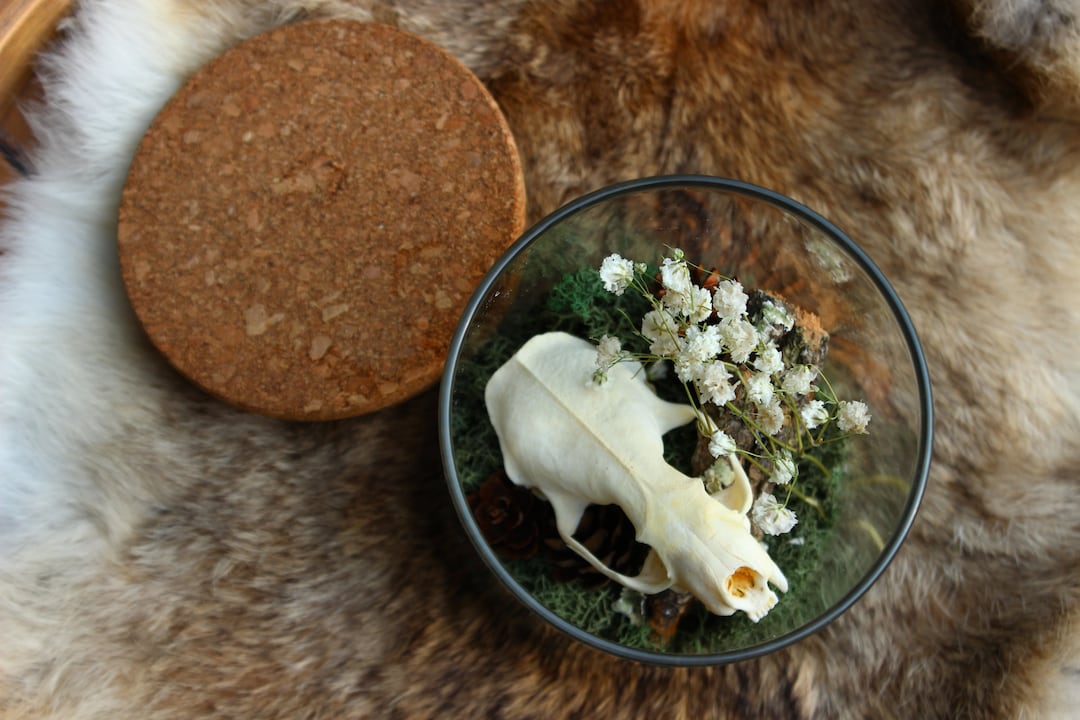 Mink Skull Terrarium Real Skull Terrarium Vermont Mink Skull - Etsy