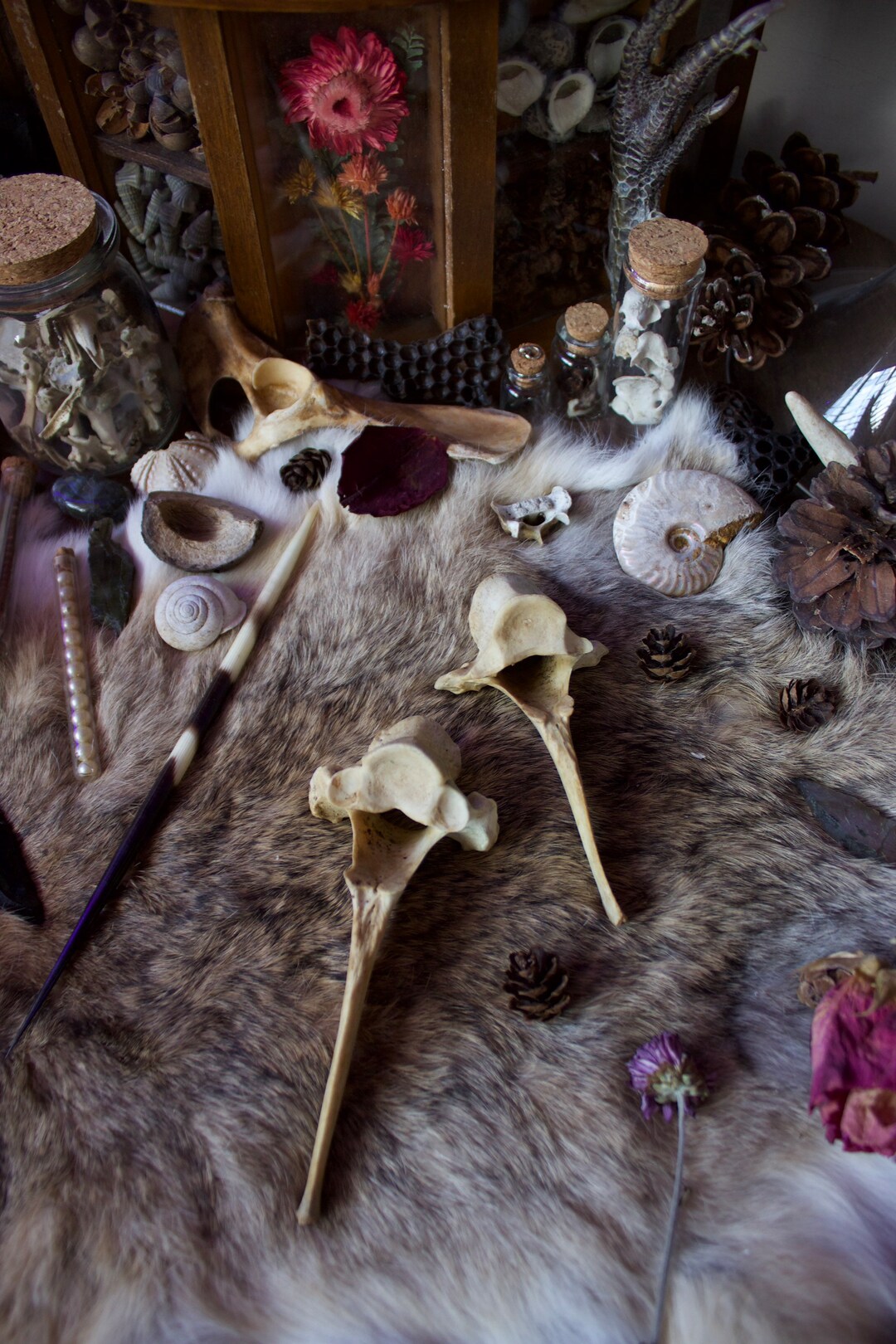 Deer Vertebrae Real Deer Bones - Etsy