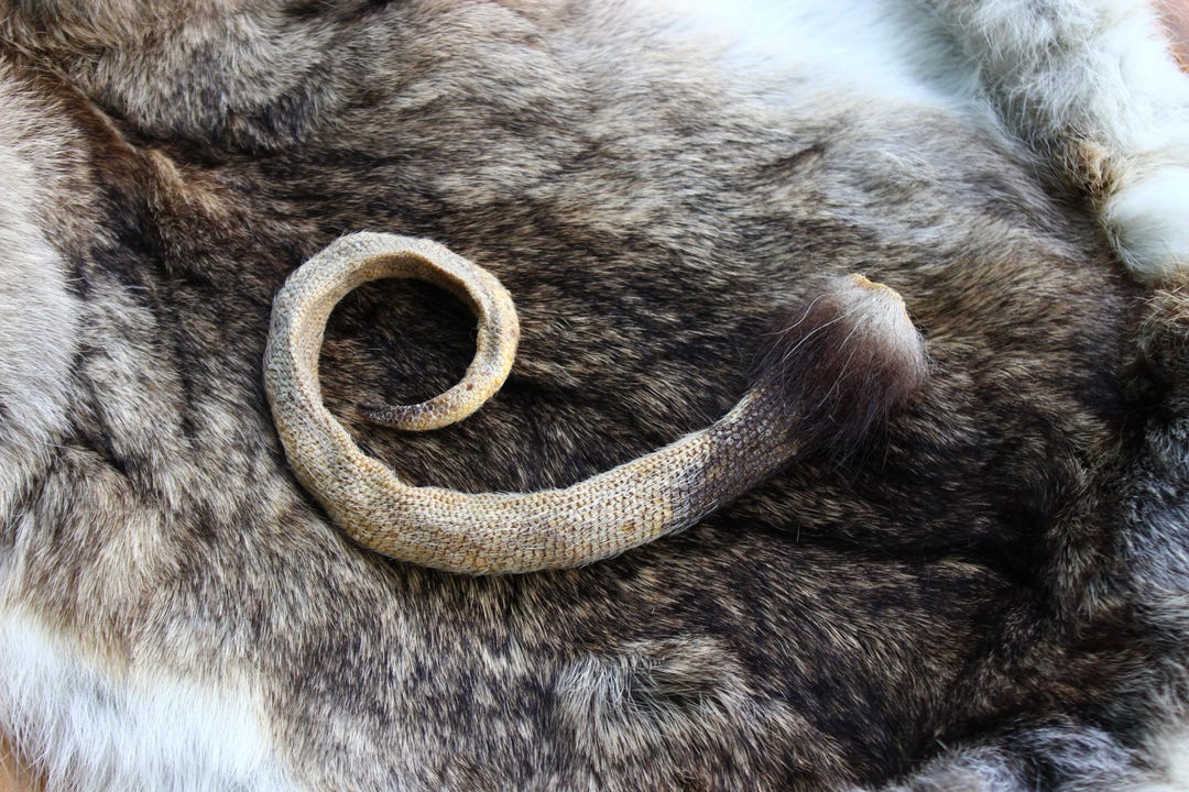 Opossum Tail | Real Opossum Tail | VT Opossum - Etsy