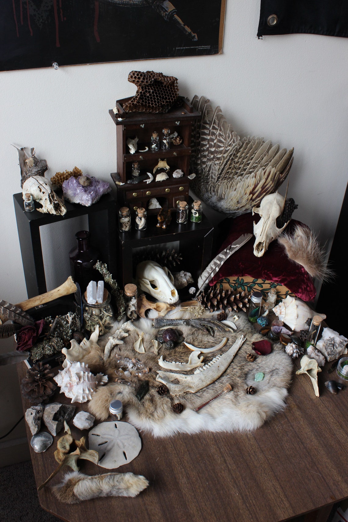 Oddities Mystery Box | Vulture Culture Curiosities | Skull Box | Forest ...