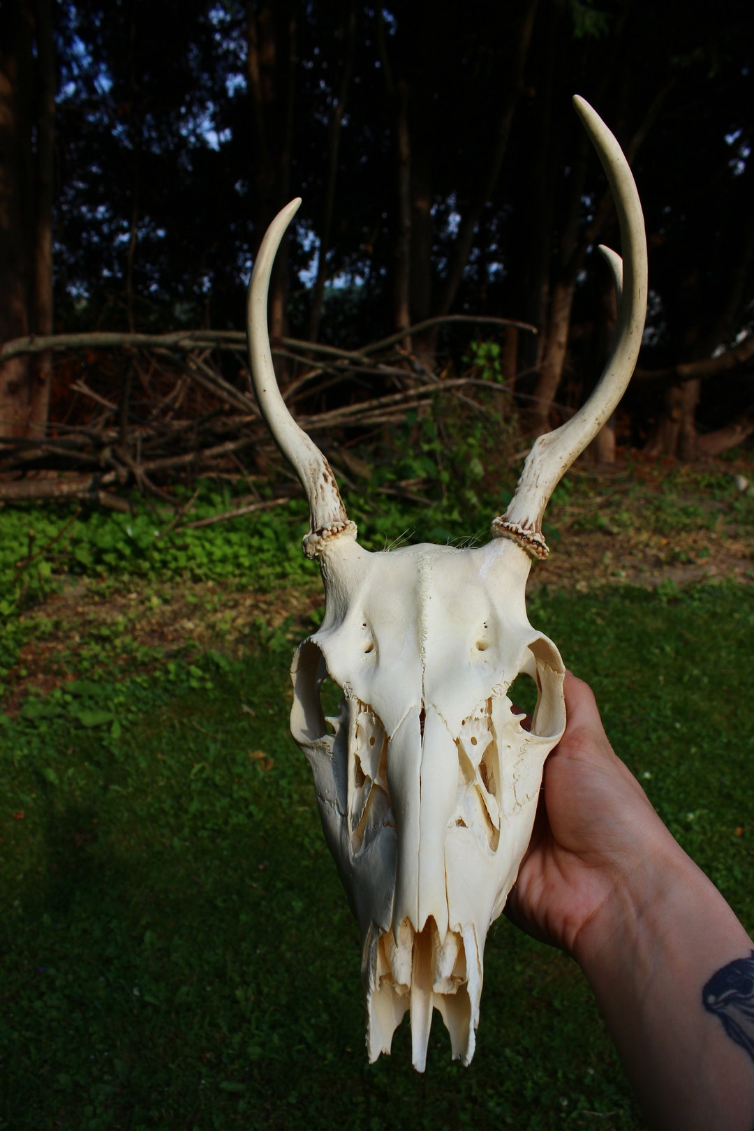 Whitetail Deer Skull Vermont Buck Skull Real Deer Skull - Etsy