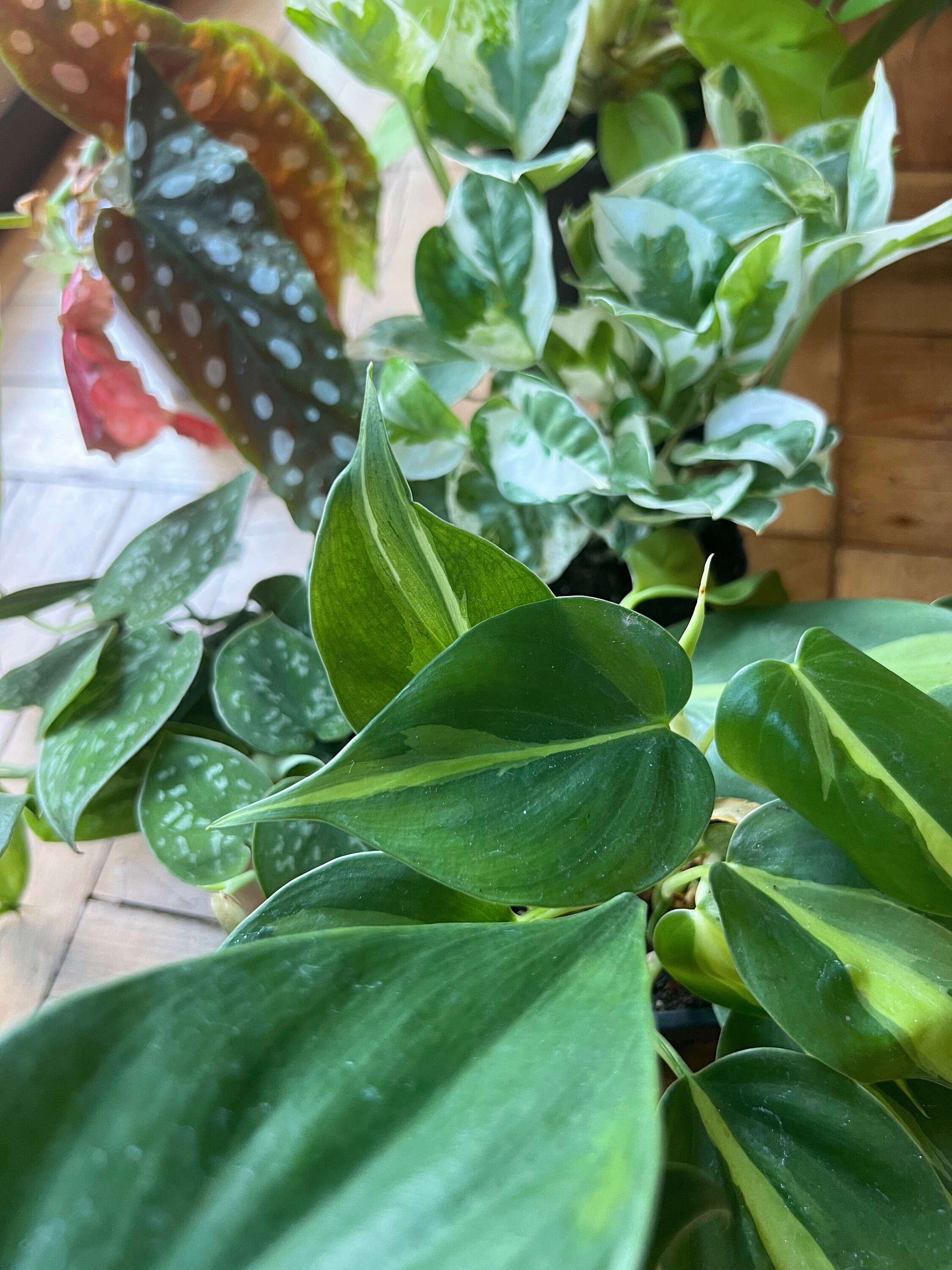 Set of 3 Unique Potted Plants Trio of Fully Rooted Mystery - Etsy