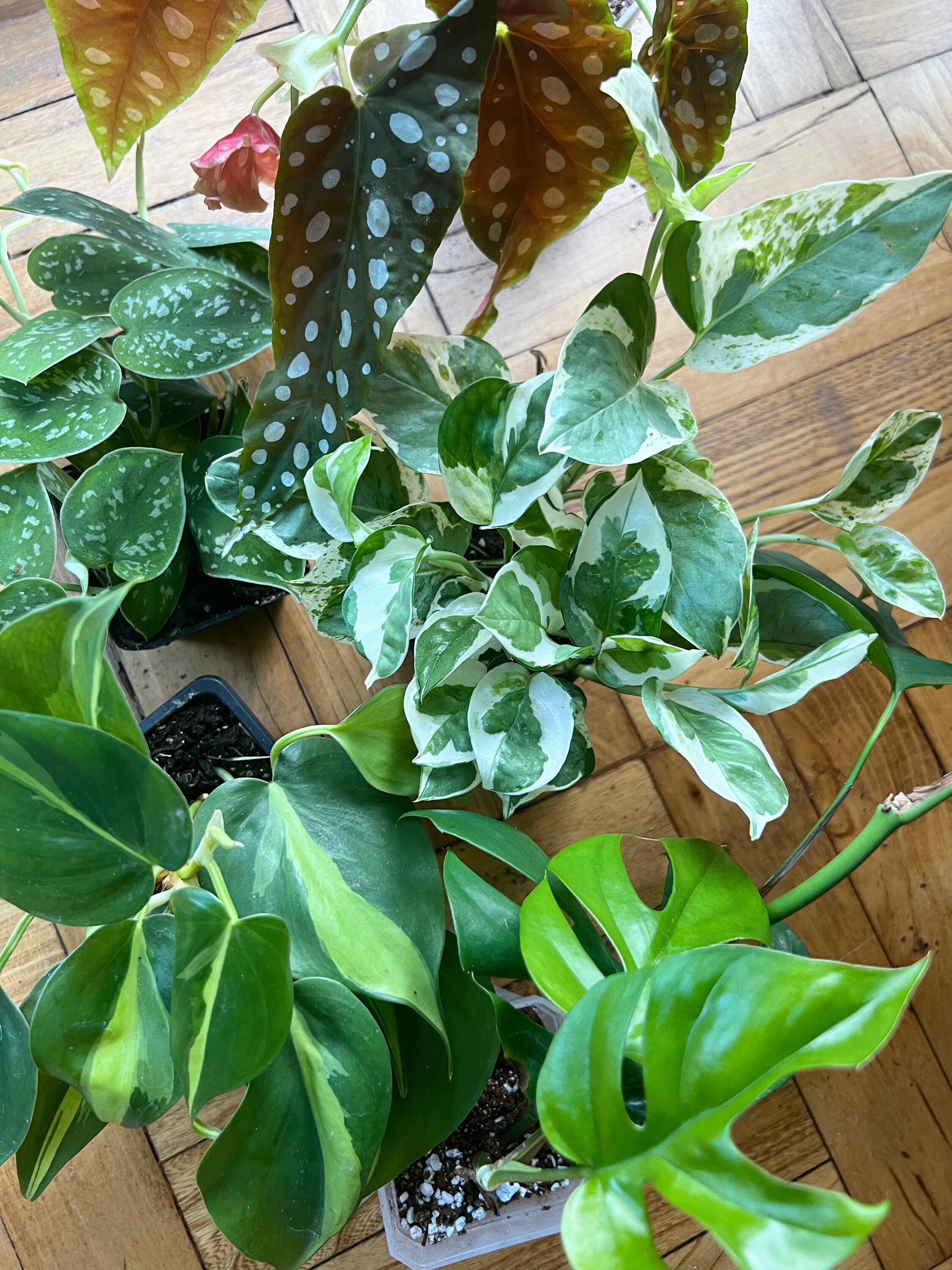 Set of 3 Unique Potted Plants Trio of Fully Rooted Mystery - Etsy