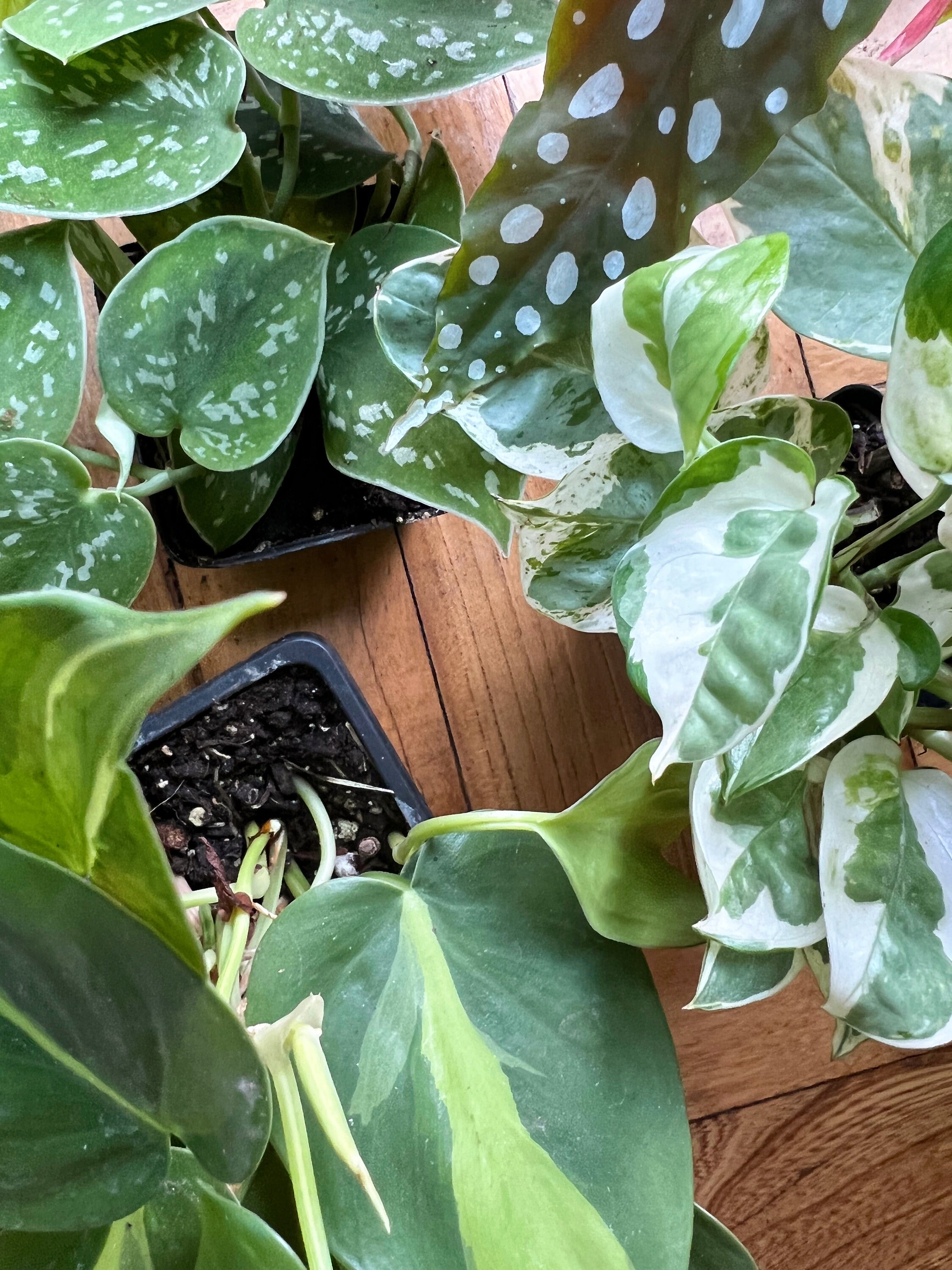 Set of 3 Unique Potted Plants Trio of Fully Rooted Mystery - Etsy