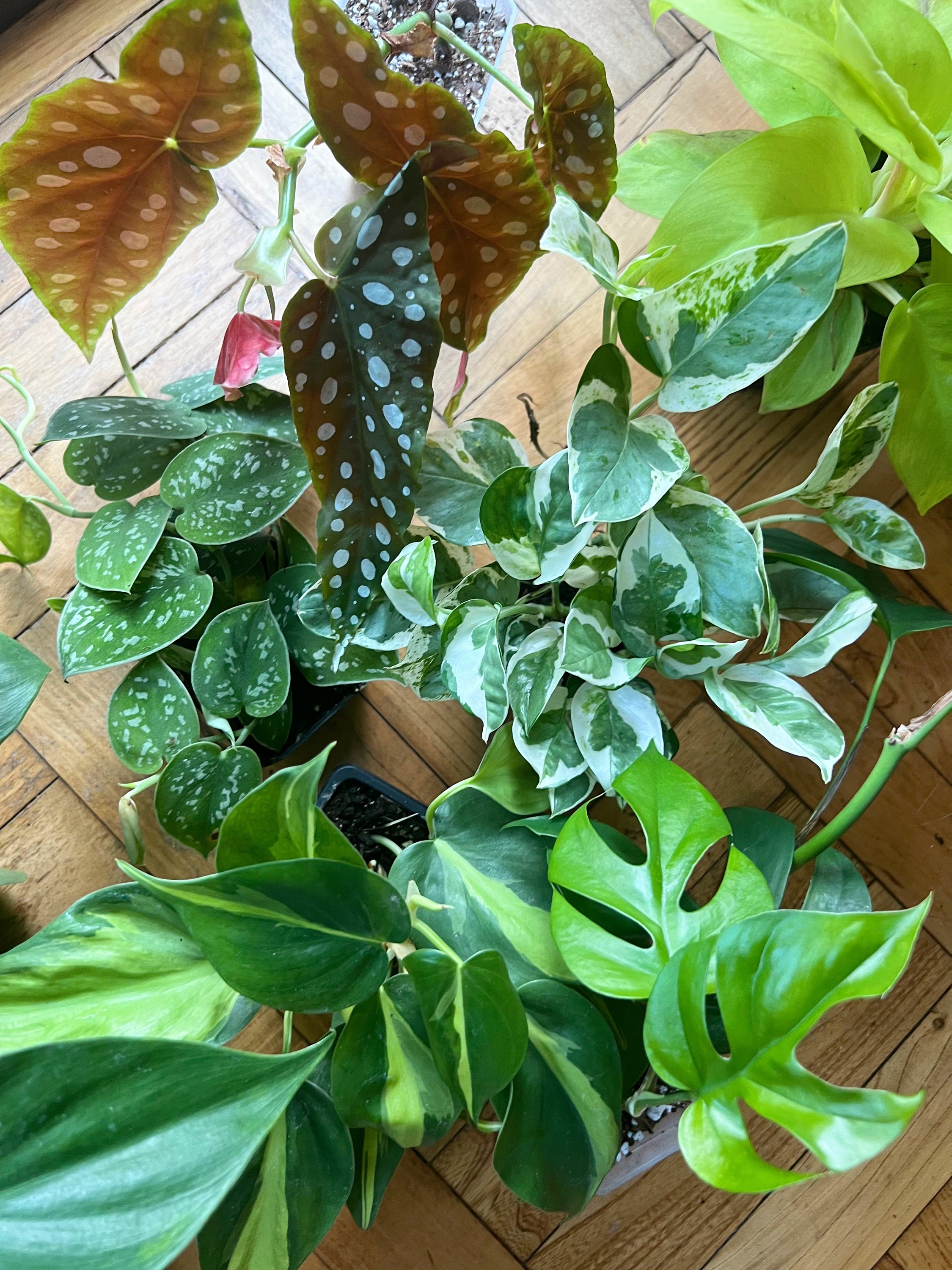 Set of 3 Unique Potted Plants Trio of Fully Rooted Mystery - Etsy